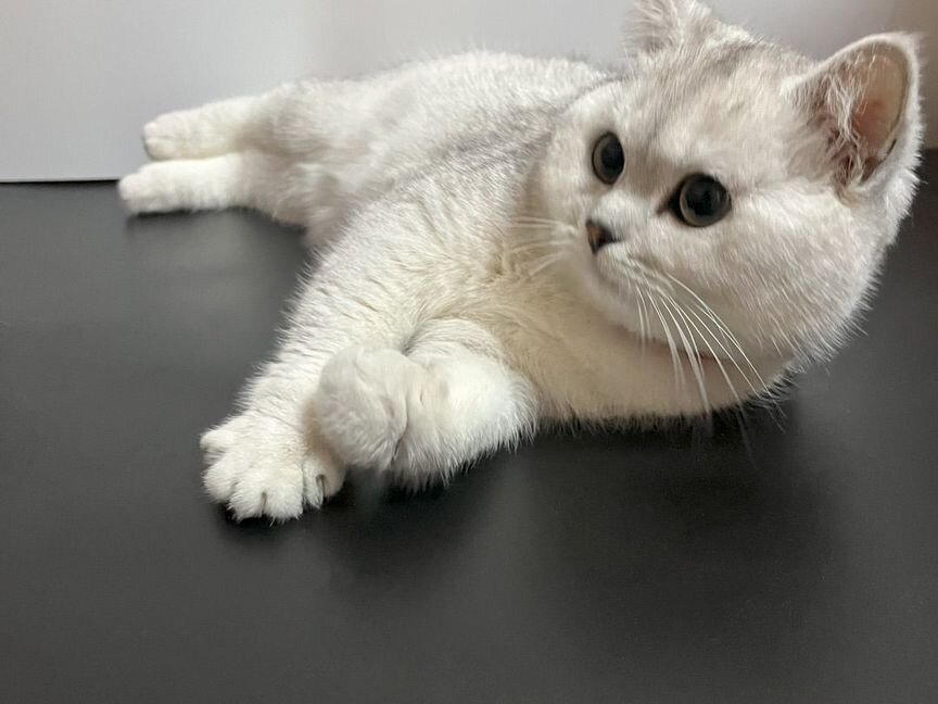 Шотландская шиншилла