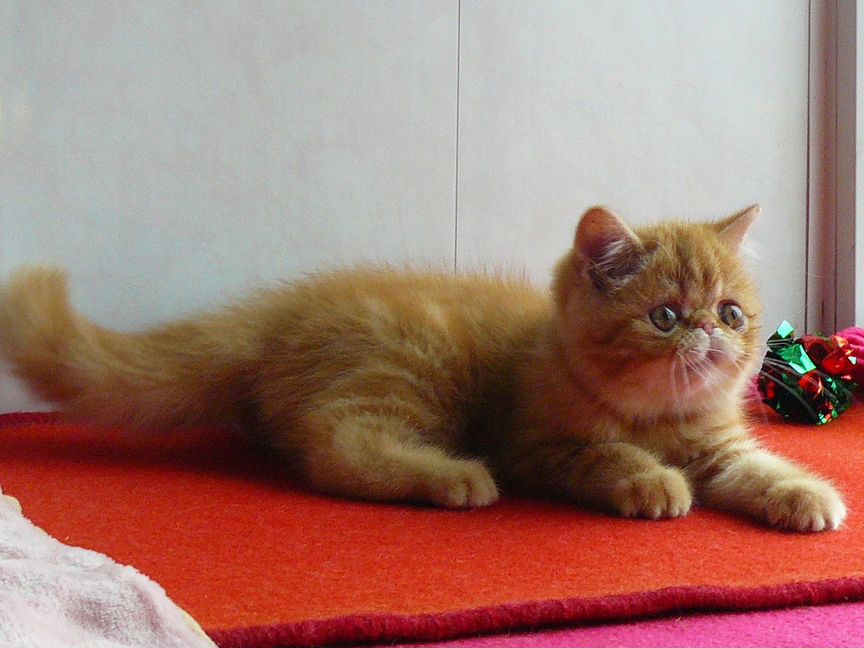 Экзотическая короткошерстная девочка