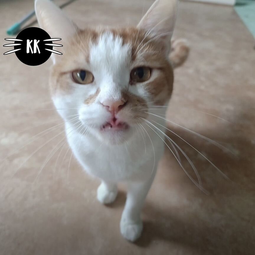 Милый котик, 2 года в хорошую семью