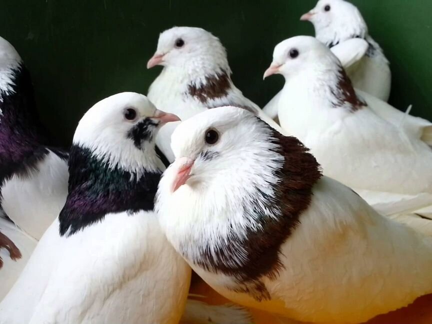 Голуби свердловские