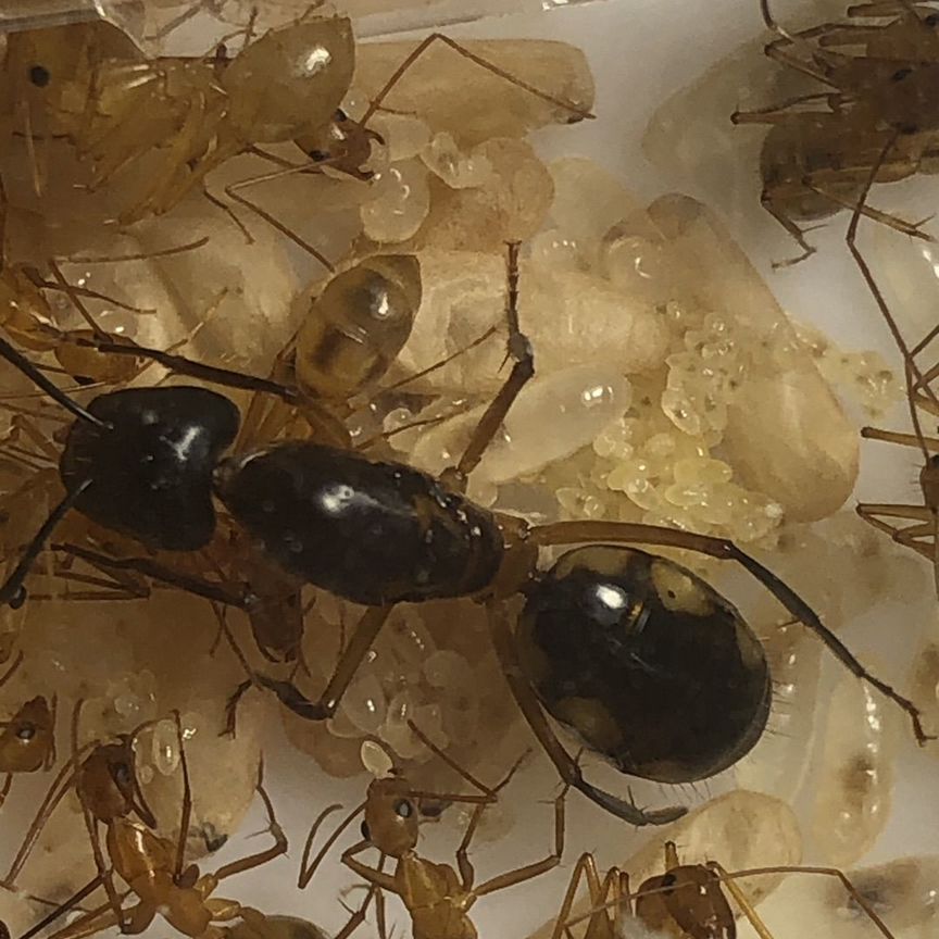Camponotus maculatus