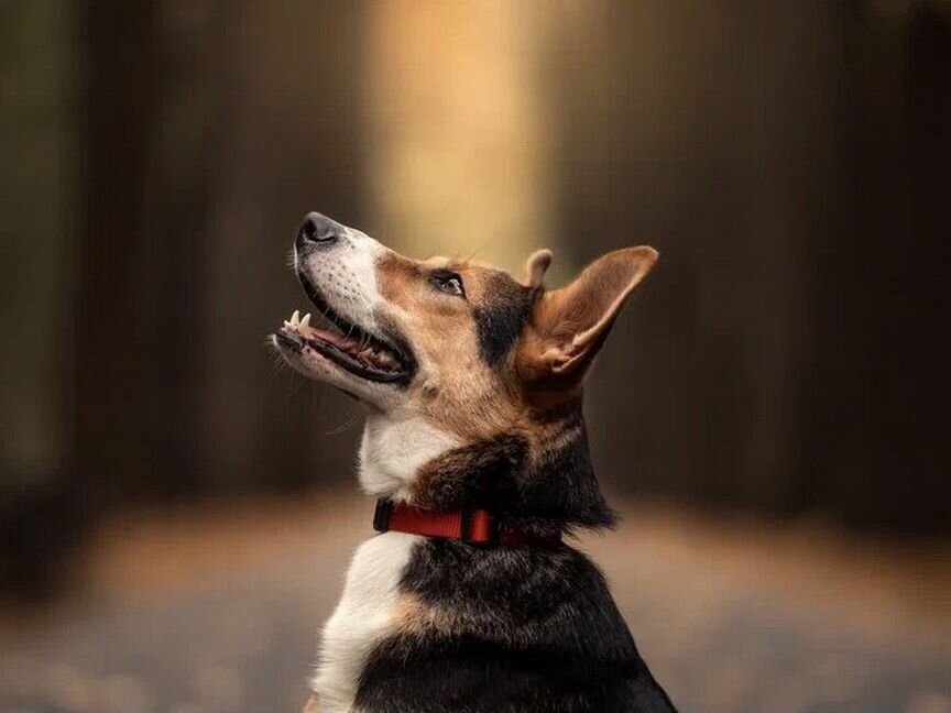 Статный красавец Ник ждет свою семью