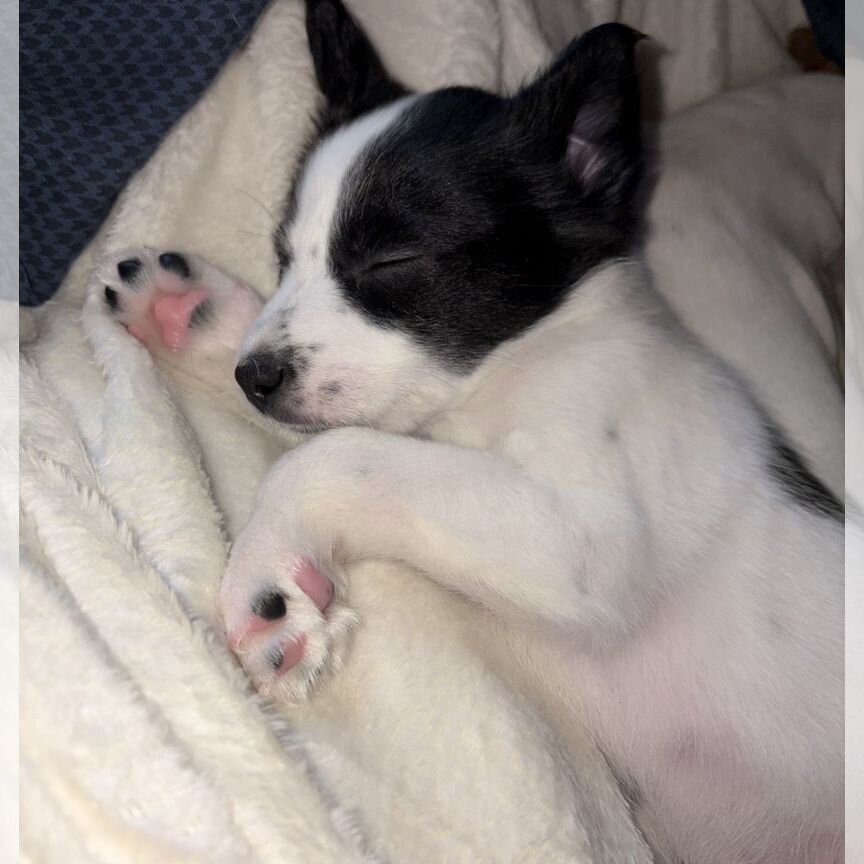 Джек-рассел-терьер, щенок