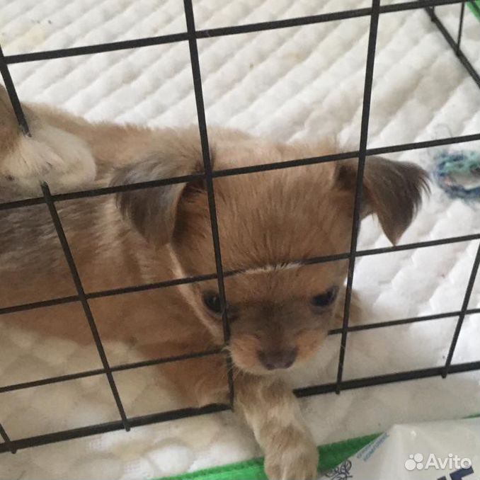 Собаки чихуахуа мини