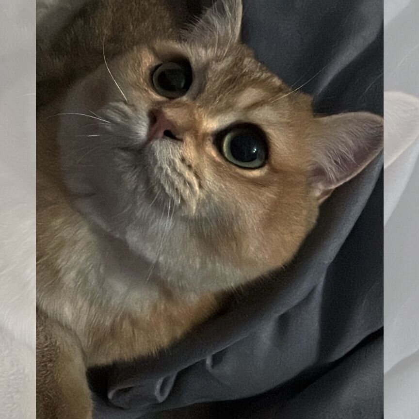 Британская короткошёрстная кошка, взрослая