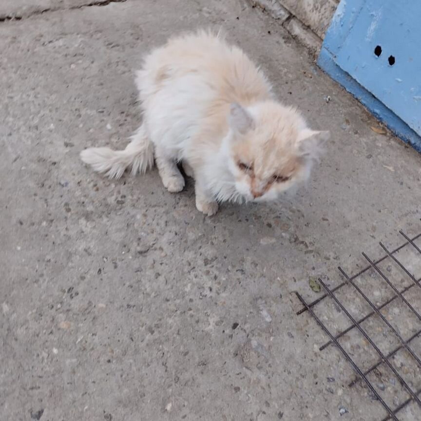 Кот ищет помощь