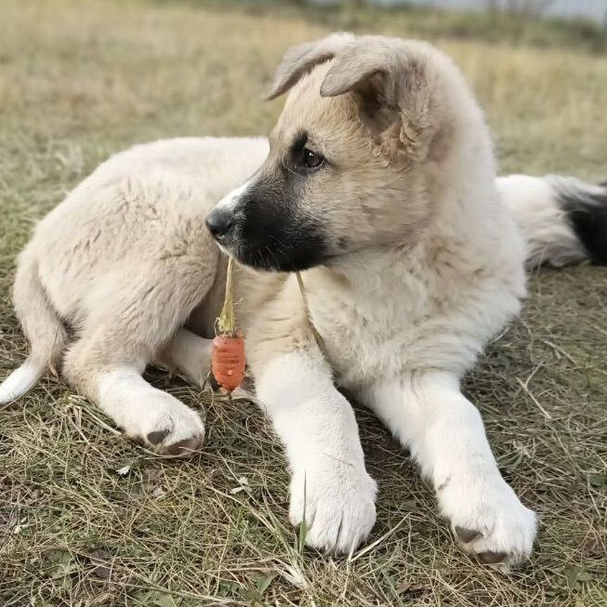 Щенок девочка Файя бесплатно
