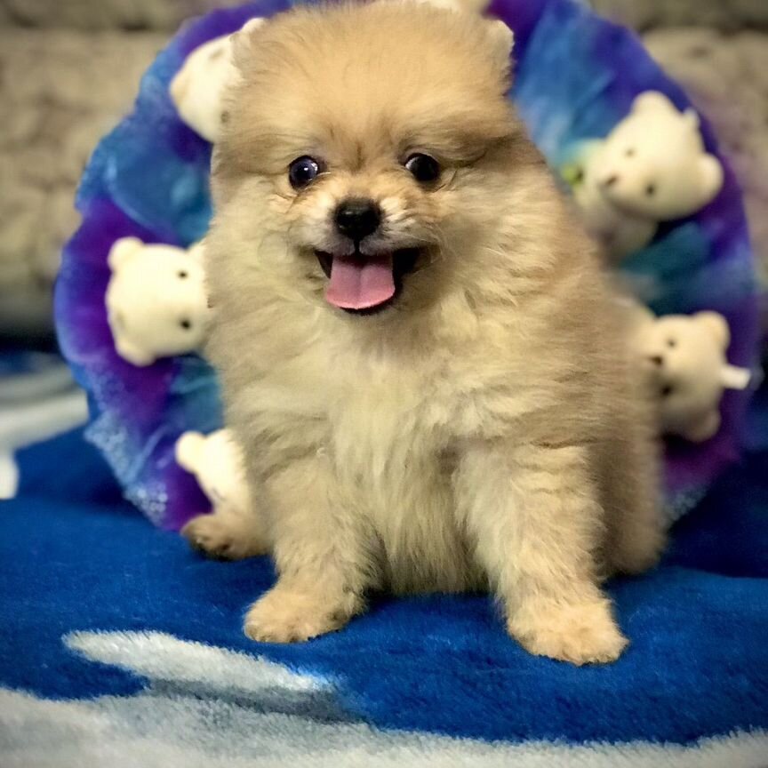 Щенки померанского шпица