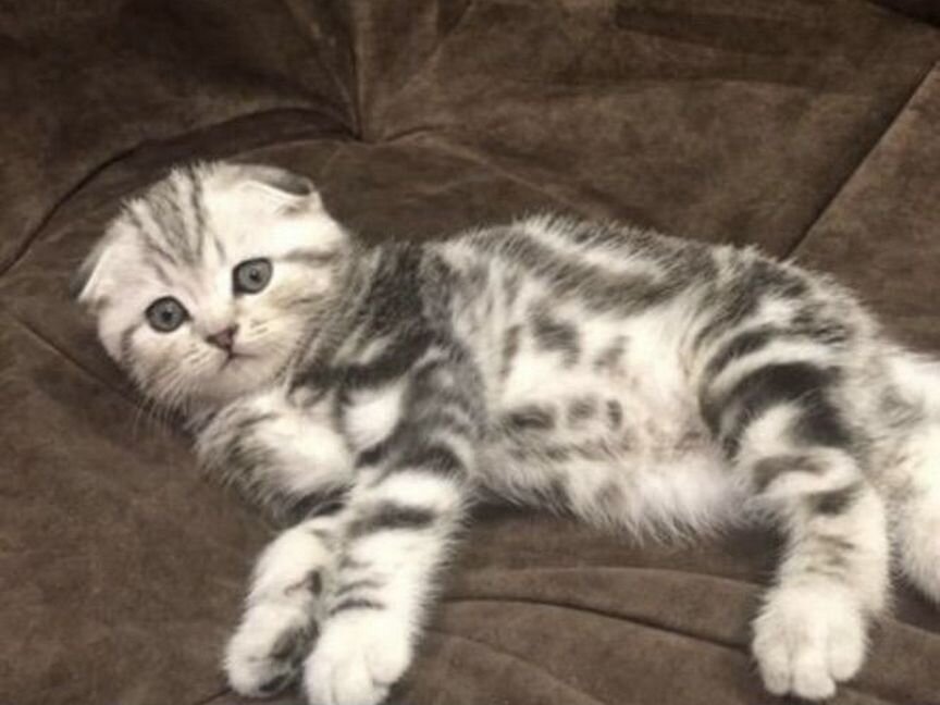Шотландские котята