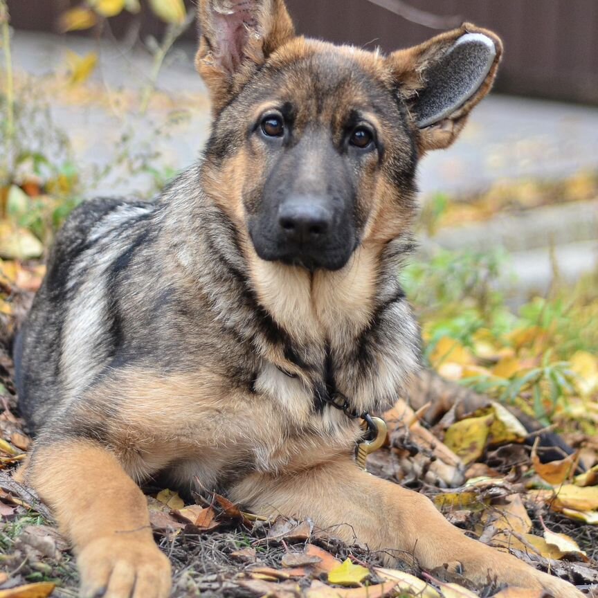 Немецкая овчарка девочки зонарная и черная