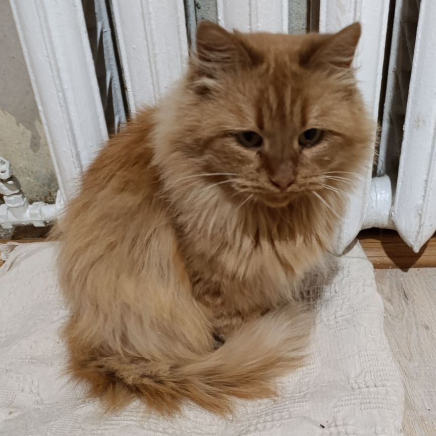 Взрослая, Девочка кошка в добрые руки