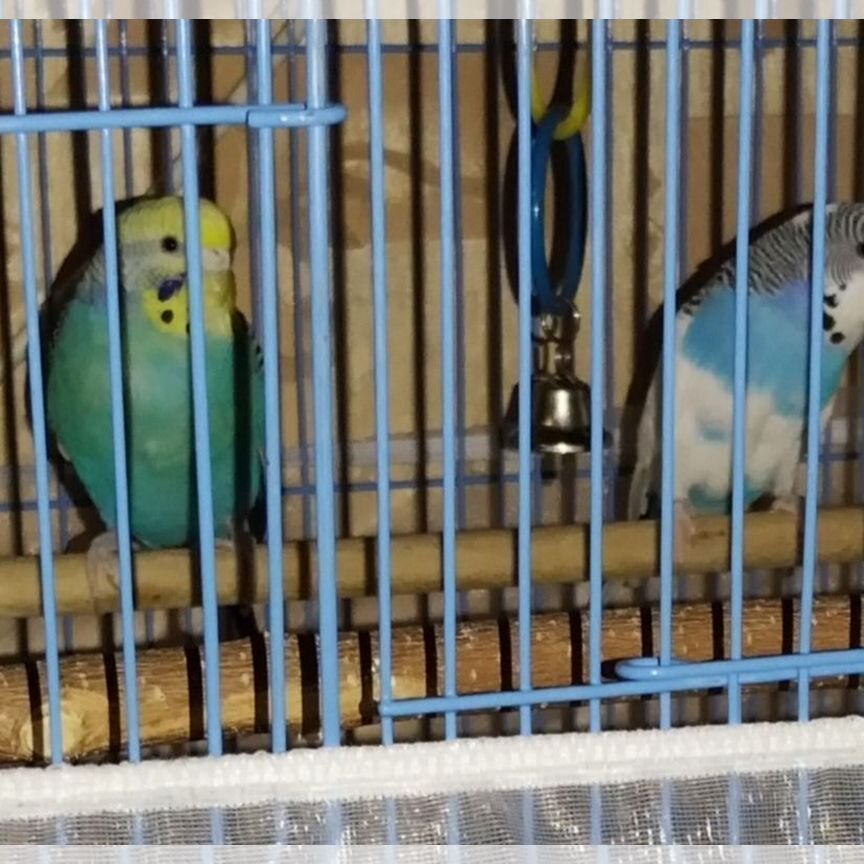 Попугай(пара)