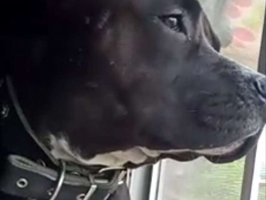 Стаффорд вязка