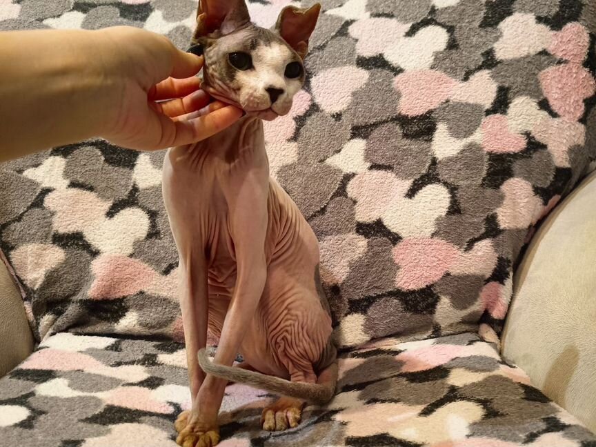 Донской сфинкс