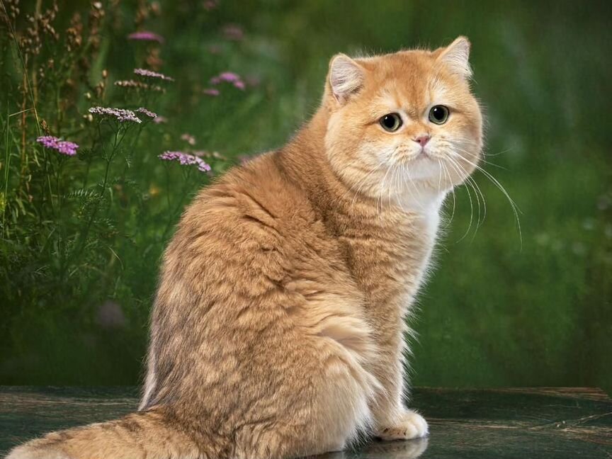 Ny12 кот 1,5 года