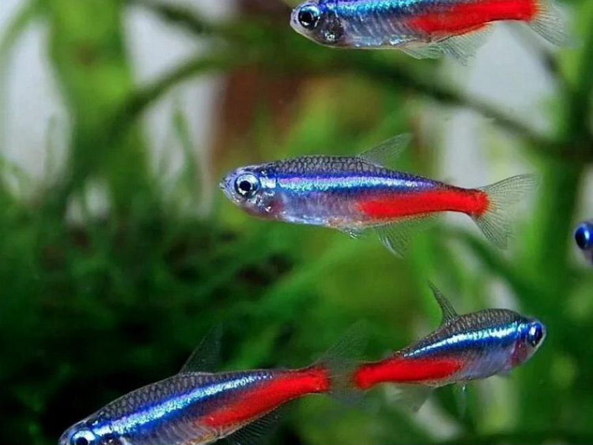 Аквариумные рыбки неоны