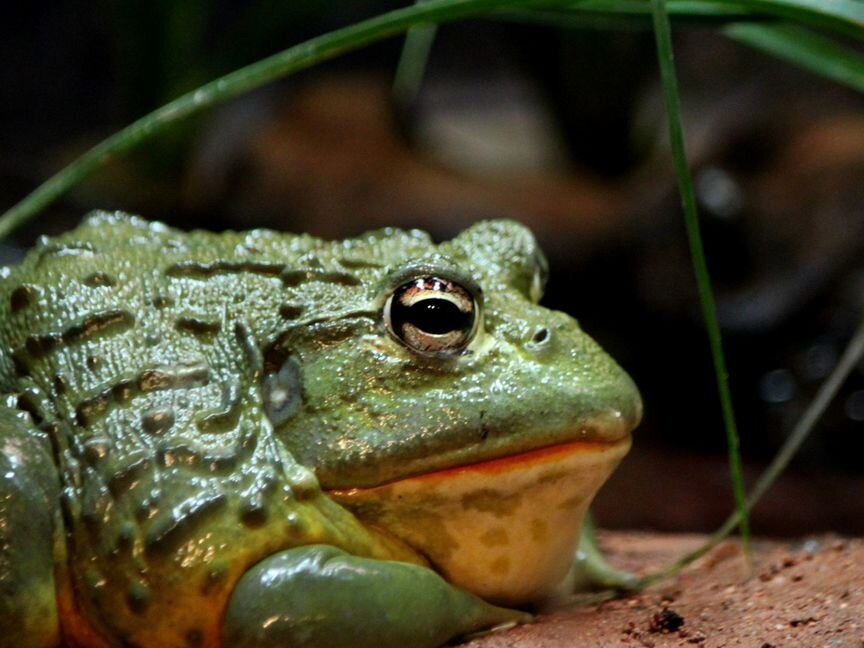 Лягушка Баджита и Лягушка водонос