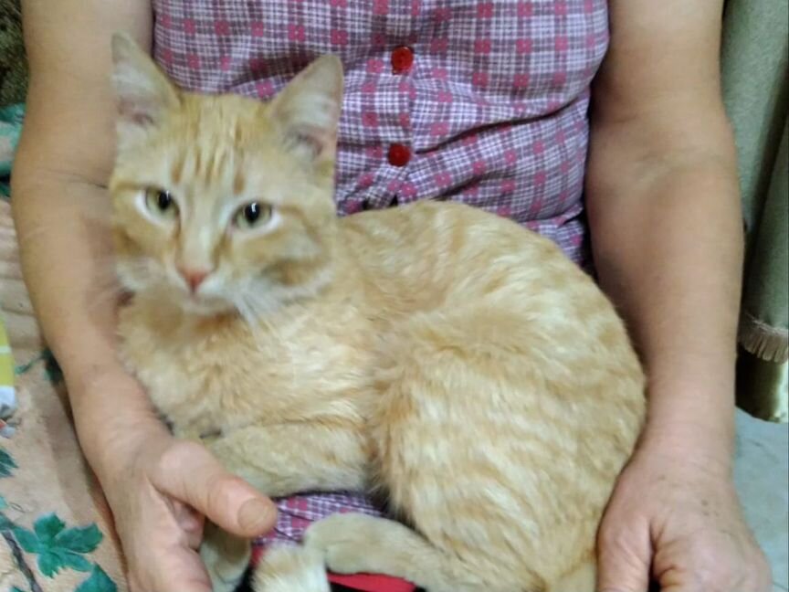 Рыжий котик в добрые руки