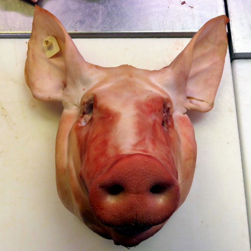 Субпродукты для животных(свиная голова)