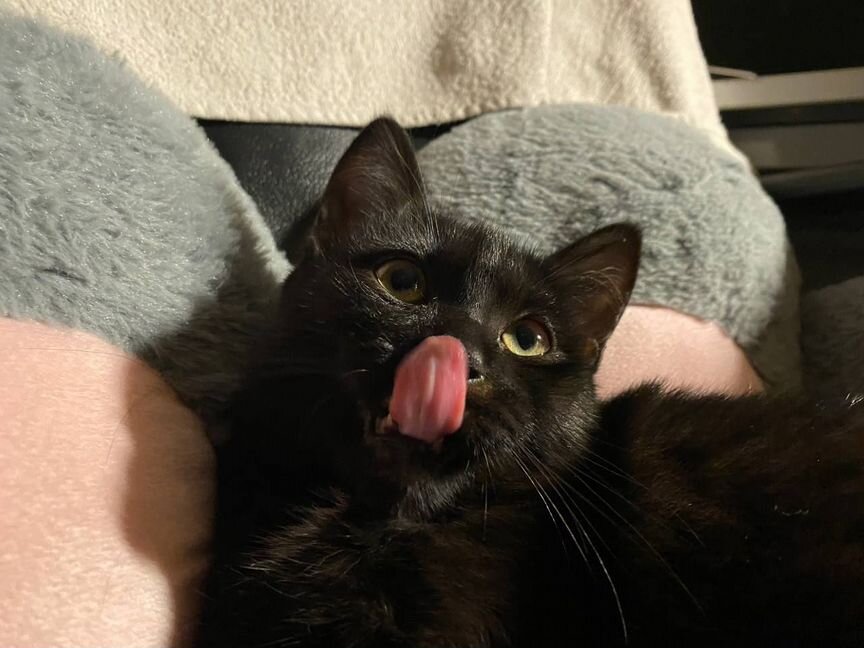 Кошка и котёнок