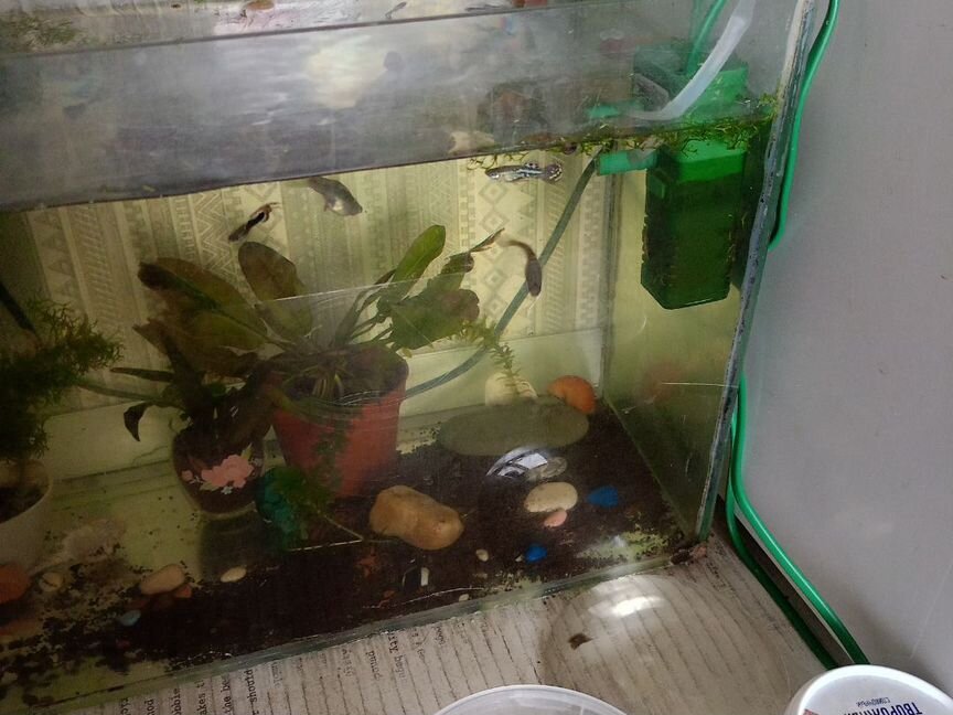 Аквариумные рыбки гуппи