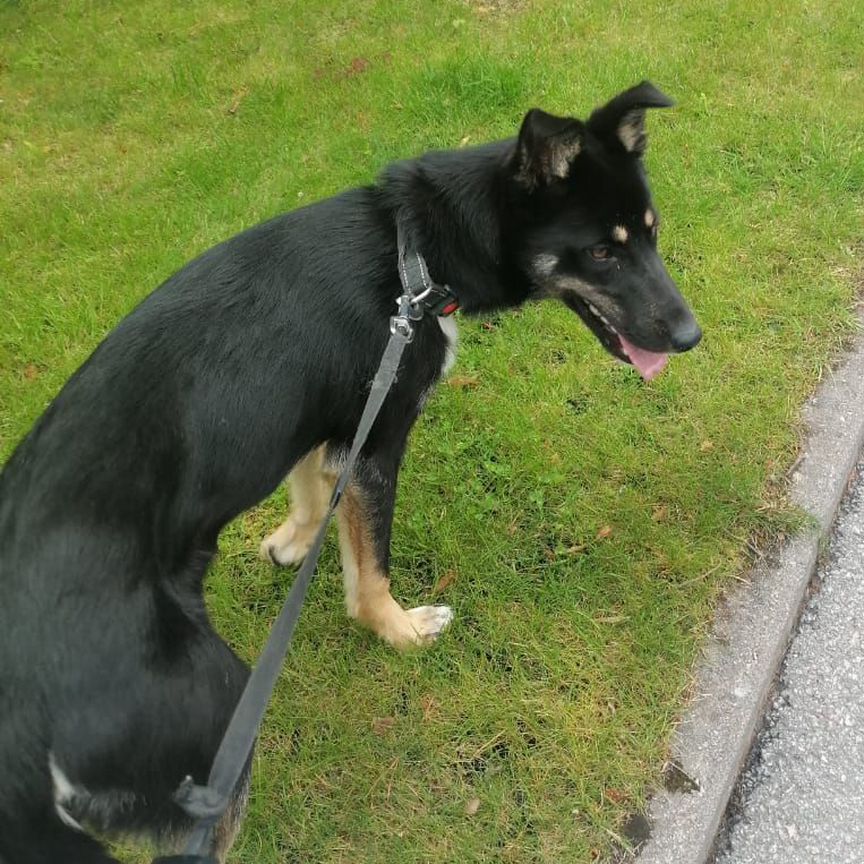 Взрослая собака в добрые руки