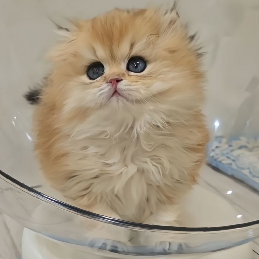 Британский длинношёрстный котёнок