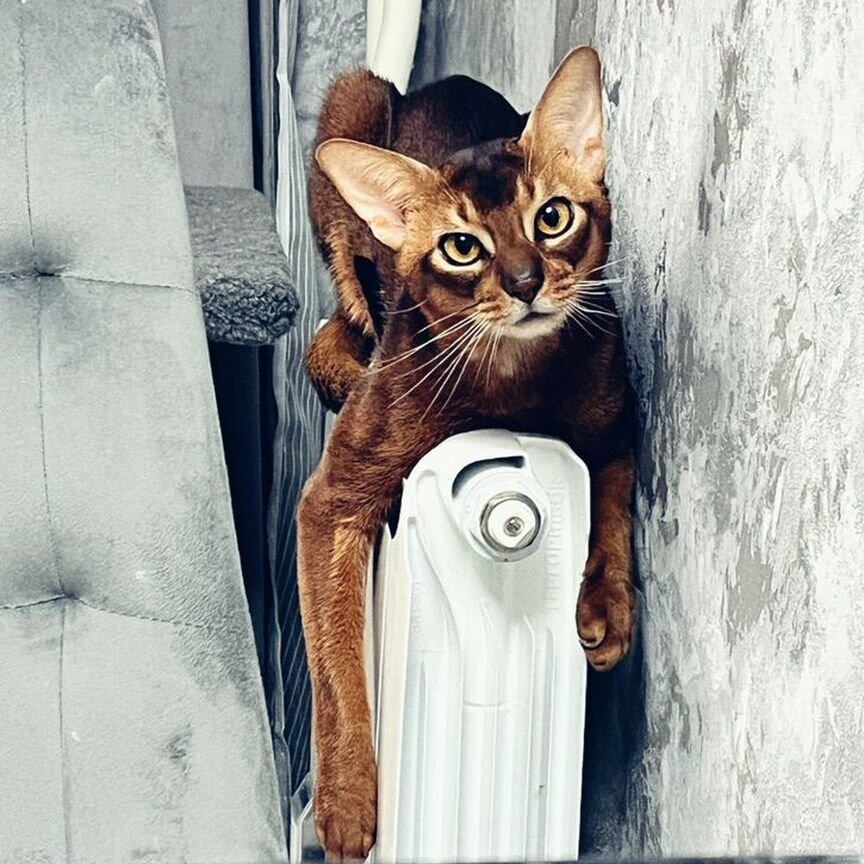 Абиссинский кот