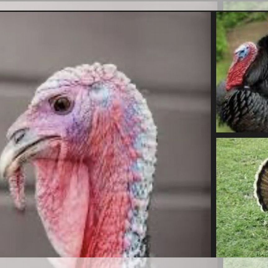 Индюки живым весом