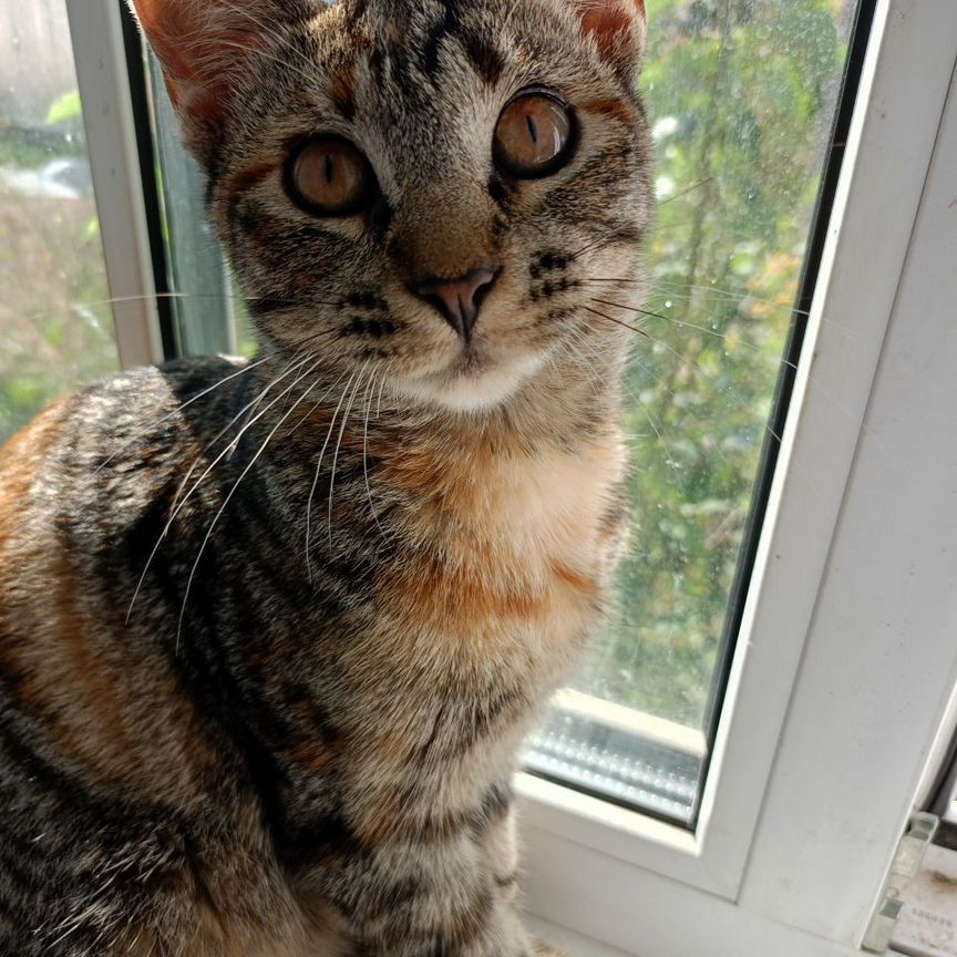 Такого котёнка нет ни у кого точно