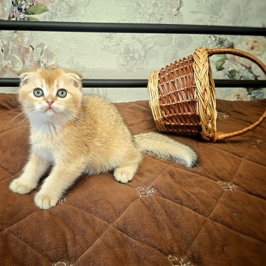 Шотландский вислоухий короткошёрстный котёнок