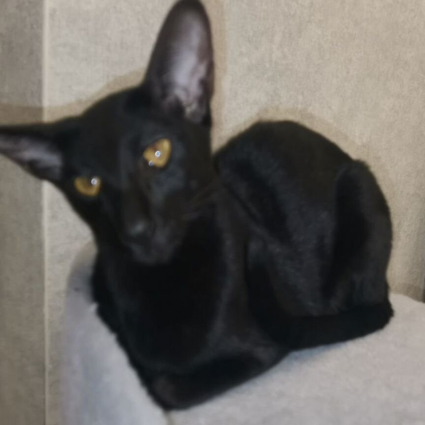 Нужен котик