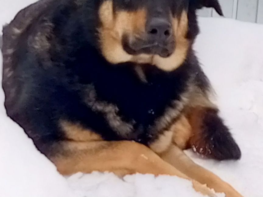 Французская овчарка