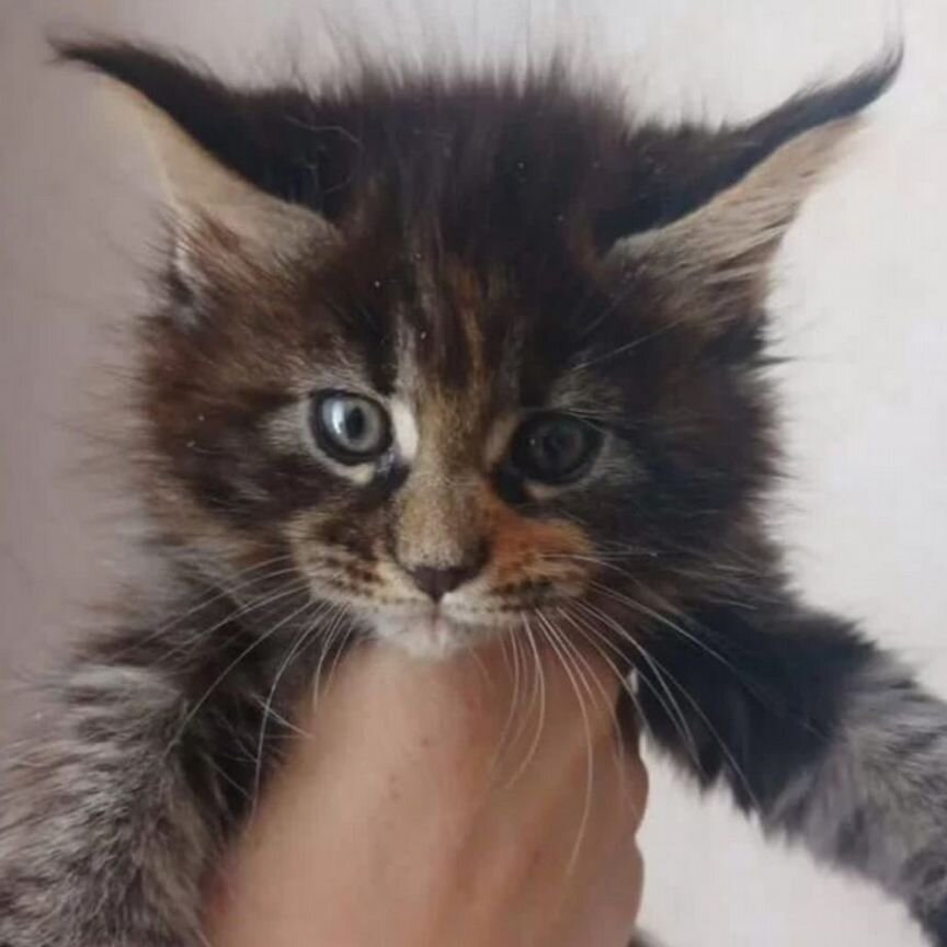 Котята мейн-кун