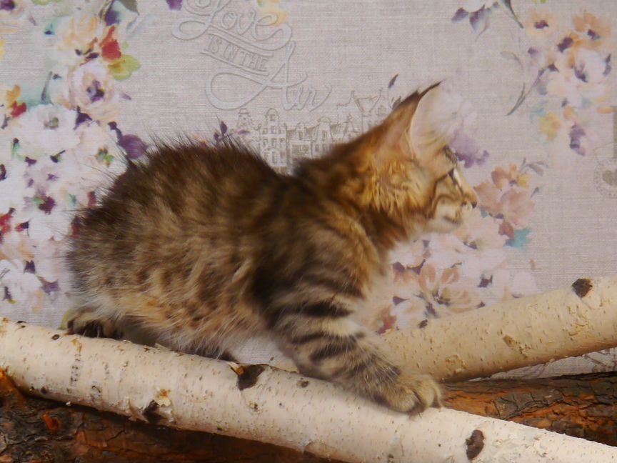 Норвежские лесные котята с документами