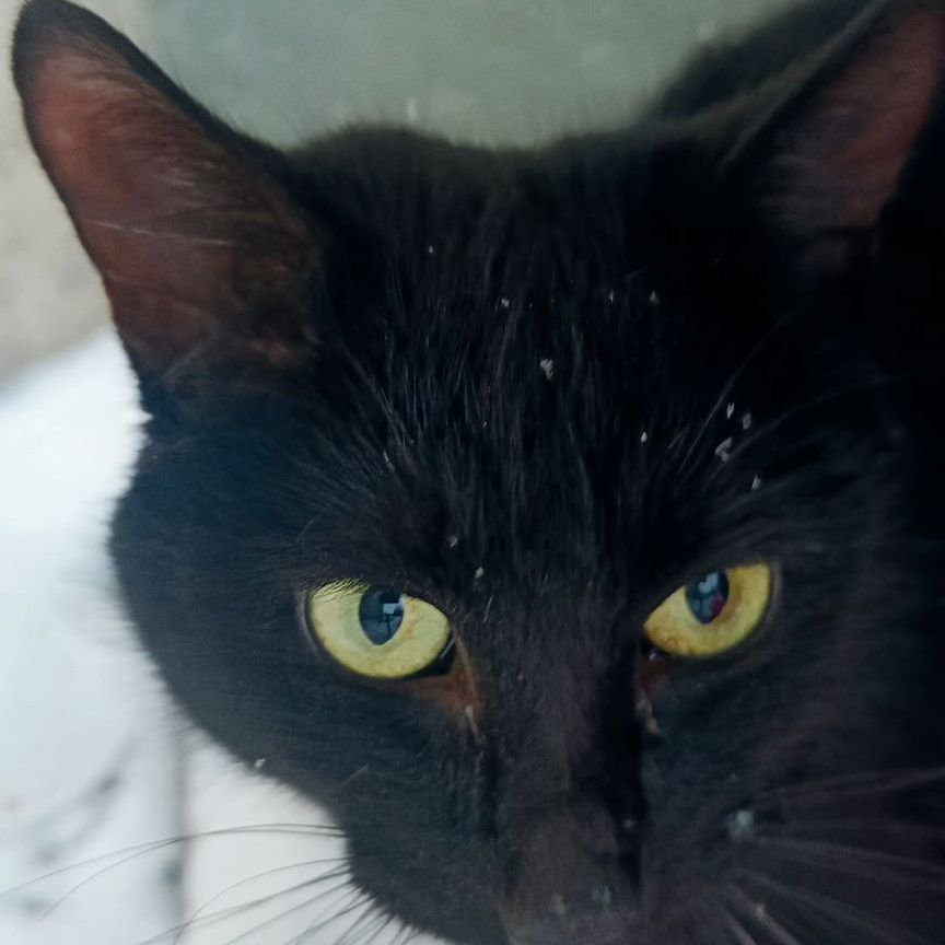 Взрослый кот в добрые руки