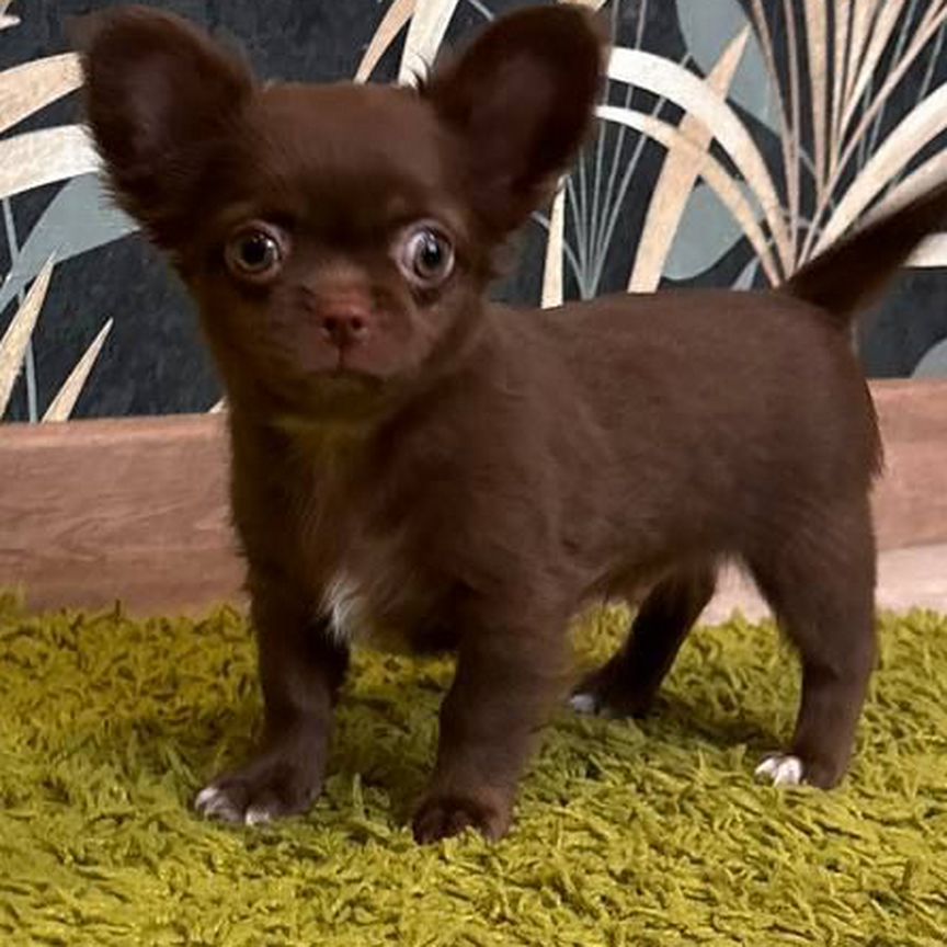 Чихуахуа, щенок