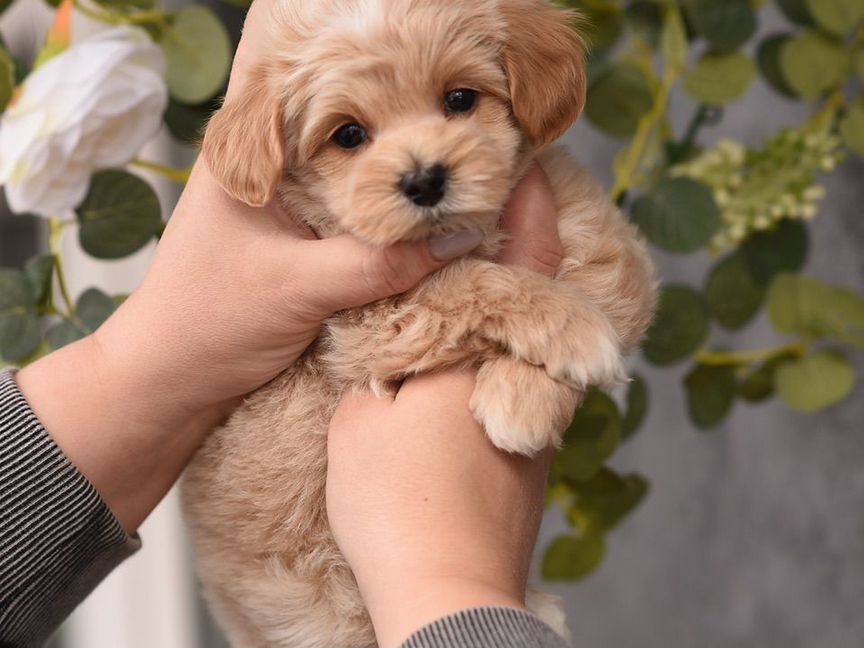 Мальтипу f1 mini Мальчик