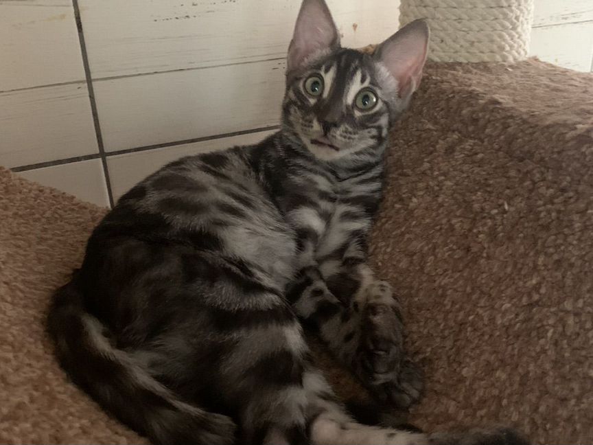 Бенгальские котята