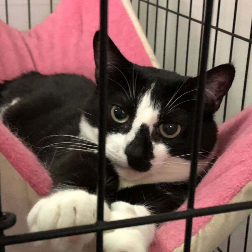 Невероятной красоты кошка Капелька из приюта