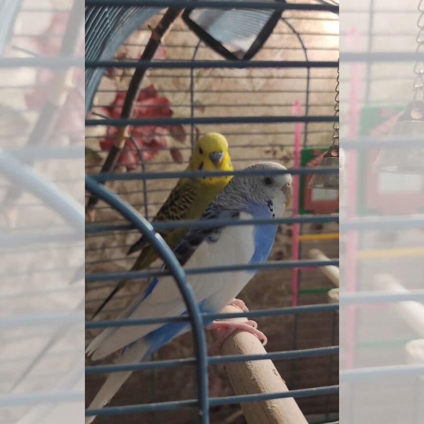 Волнистый попугай с клеткой