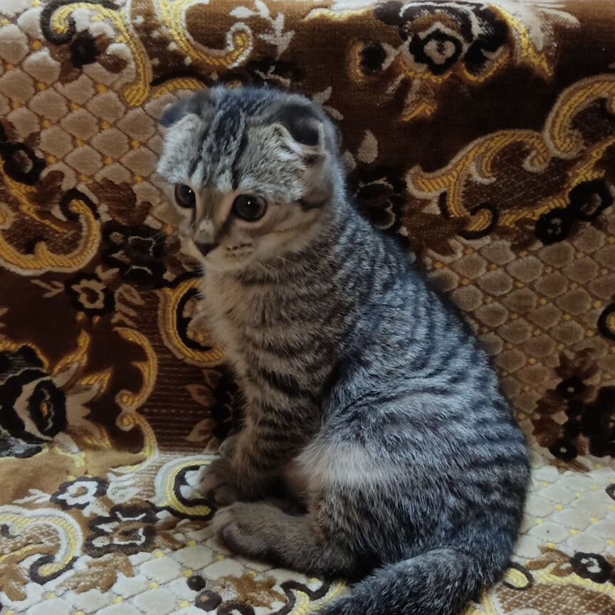 Отдам в добрые руки
