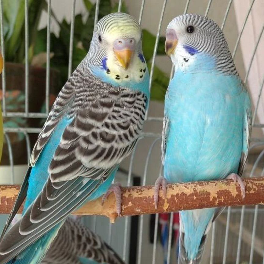 Птенцы волнистый попугай