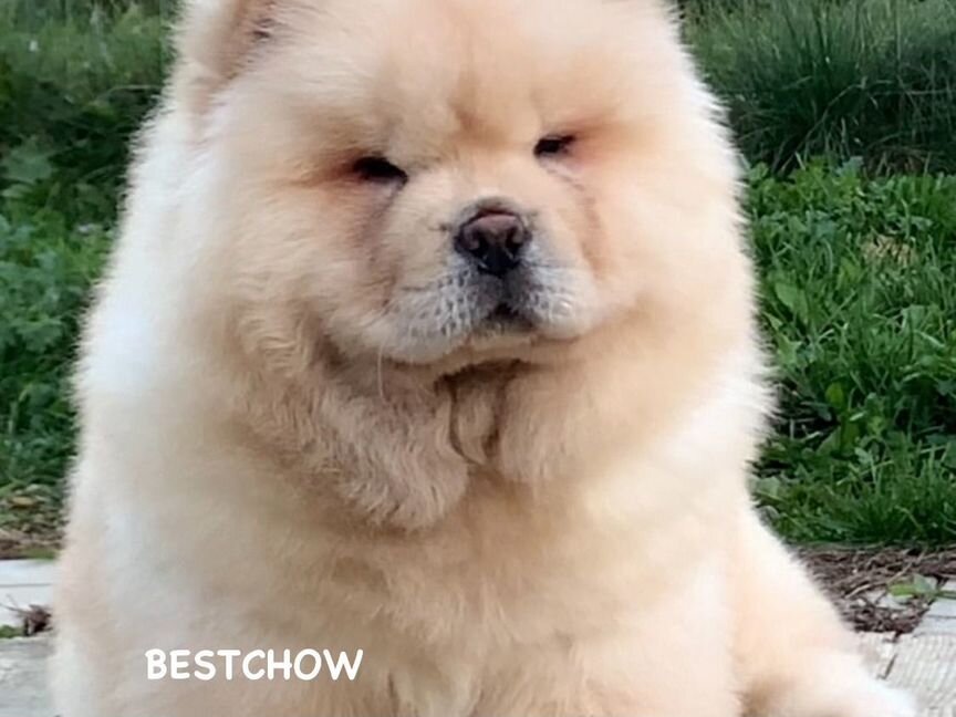 Щенки чау-чау, кремовый мальчик