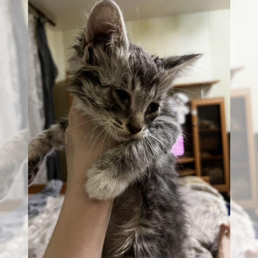 Котенок ищет дом