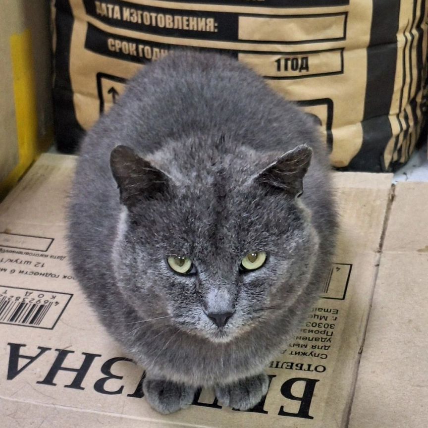 Котик ищет дом