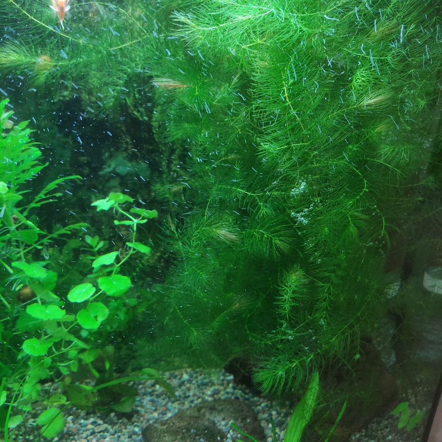 Роголистник в аквариум