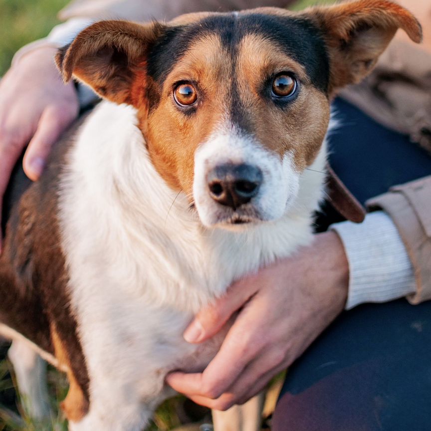 Взрослый пёс в добрые руки