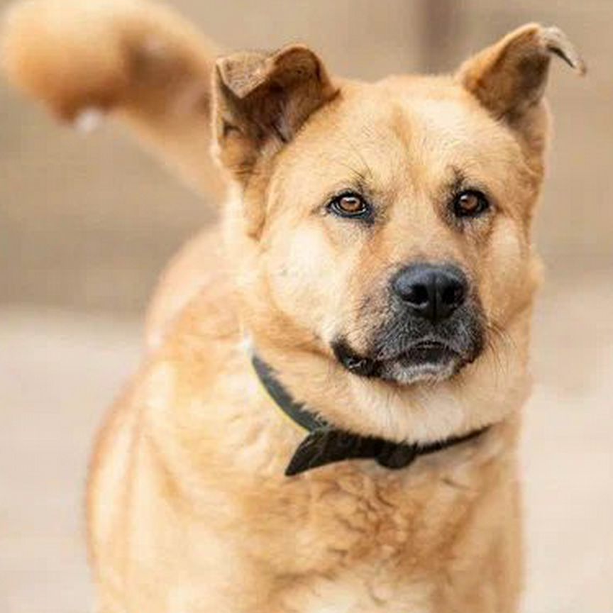 Взрослая собака в добрые руки