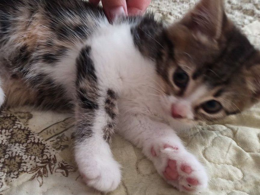 Котята от кошки-крысоловки